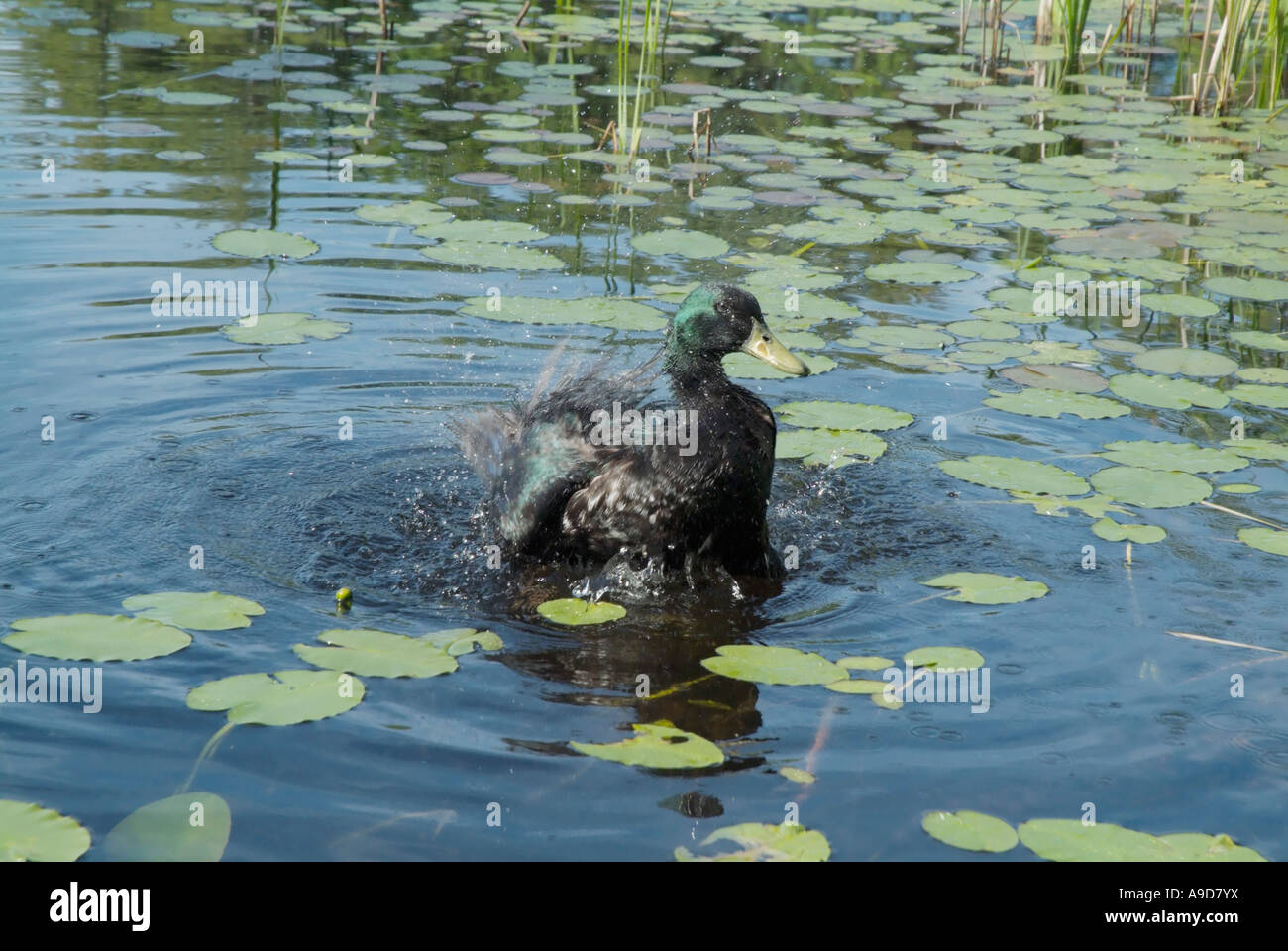 Mallard Duck in plumage during the spring months in a New Hampshire ...