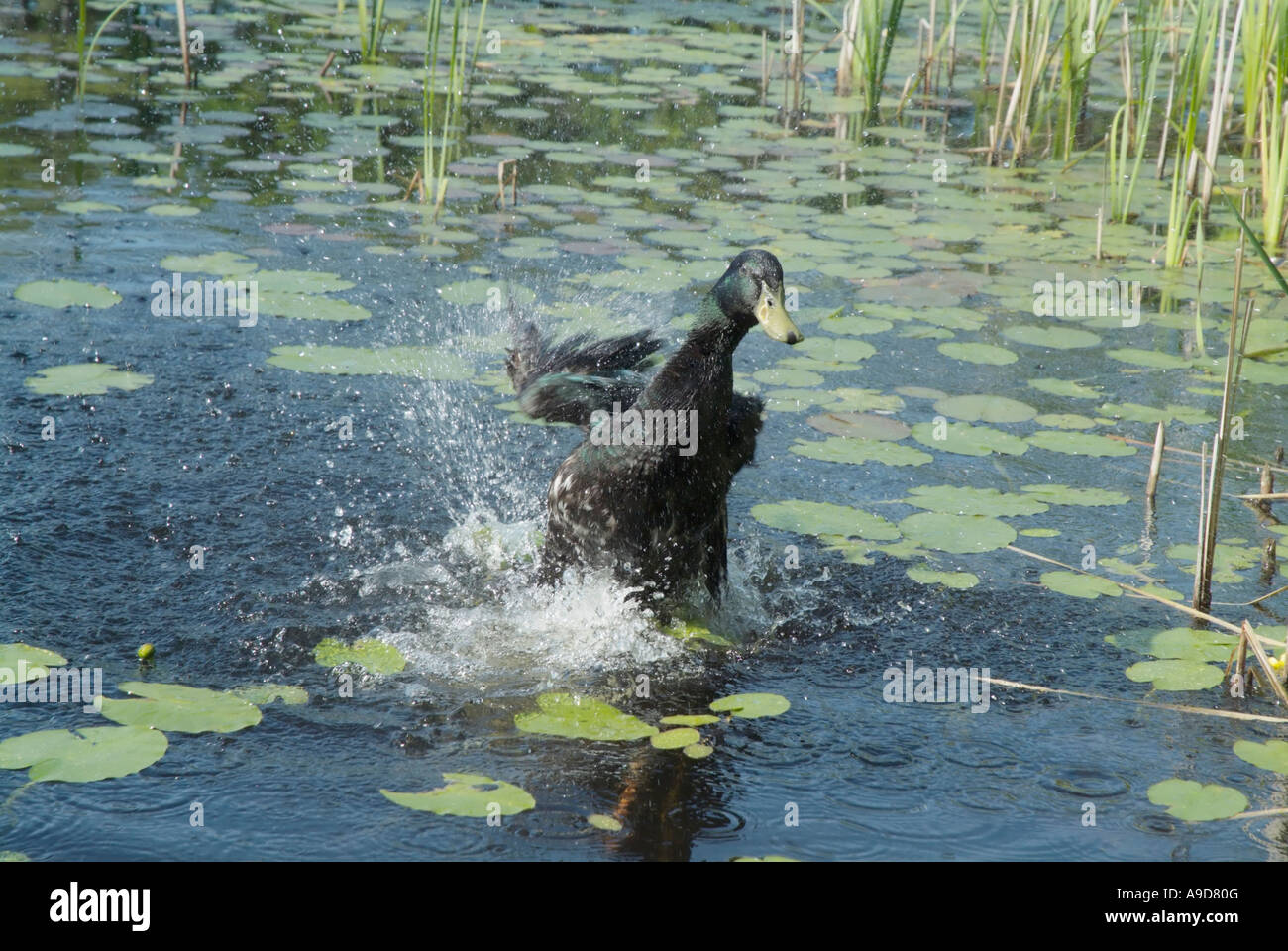 Mallard Duck in plumage during the spring months in a New Hampshire ...
