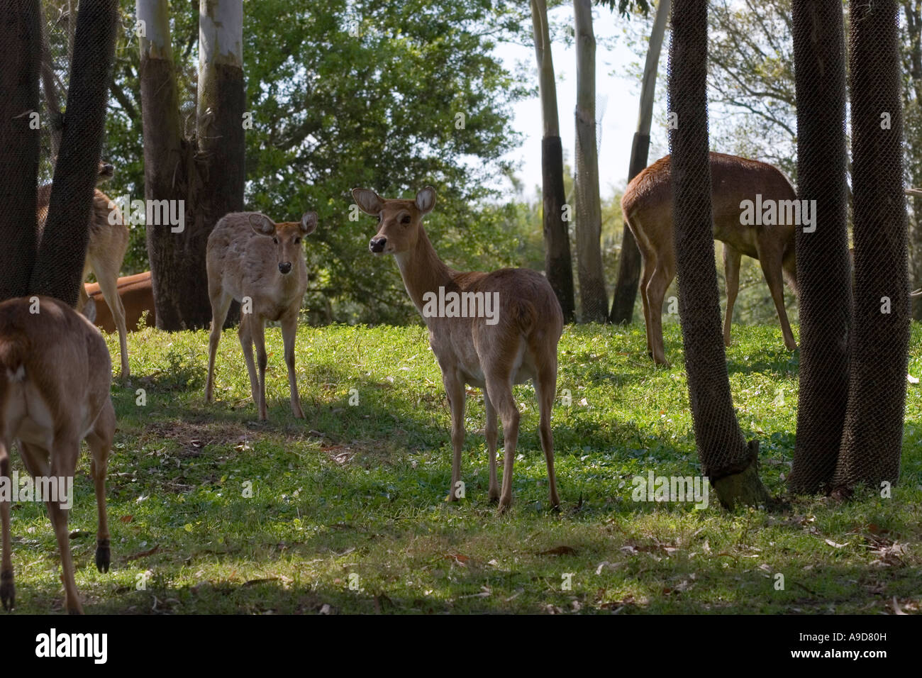 Captive deer at Disney Orlando's Animal Kingdom Stock Photo - Alamy