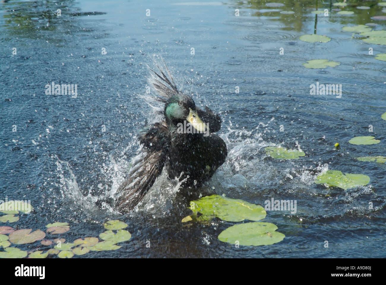 Mallard Duck in plumage during the spring months in a New Hampshire ...