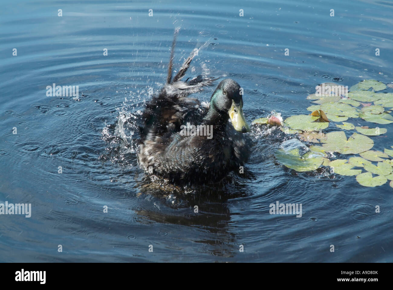 Mallard Duck in plumage during the spring months in a New Hampshire ...