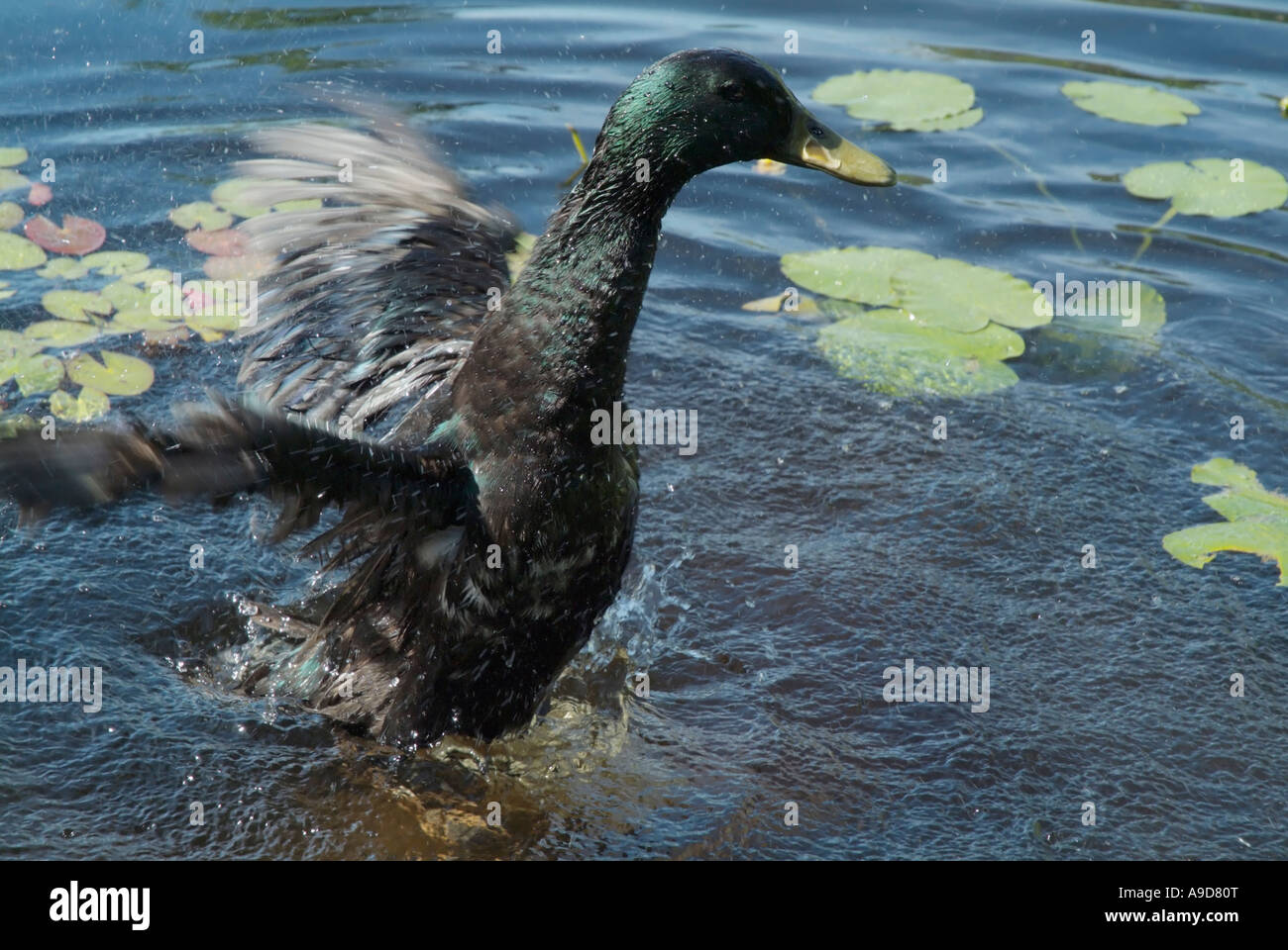 Mallard Duck in plumage during the spring months in a New Hampshire ...
