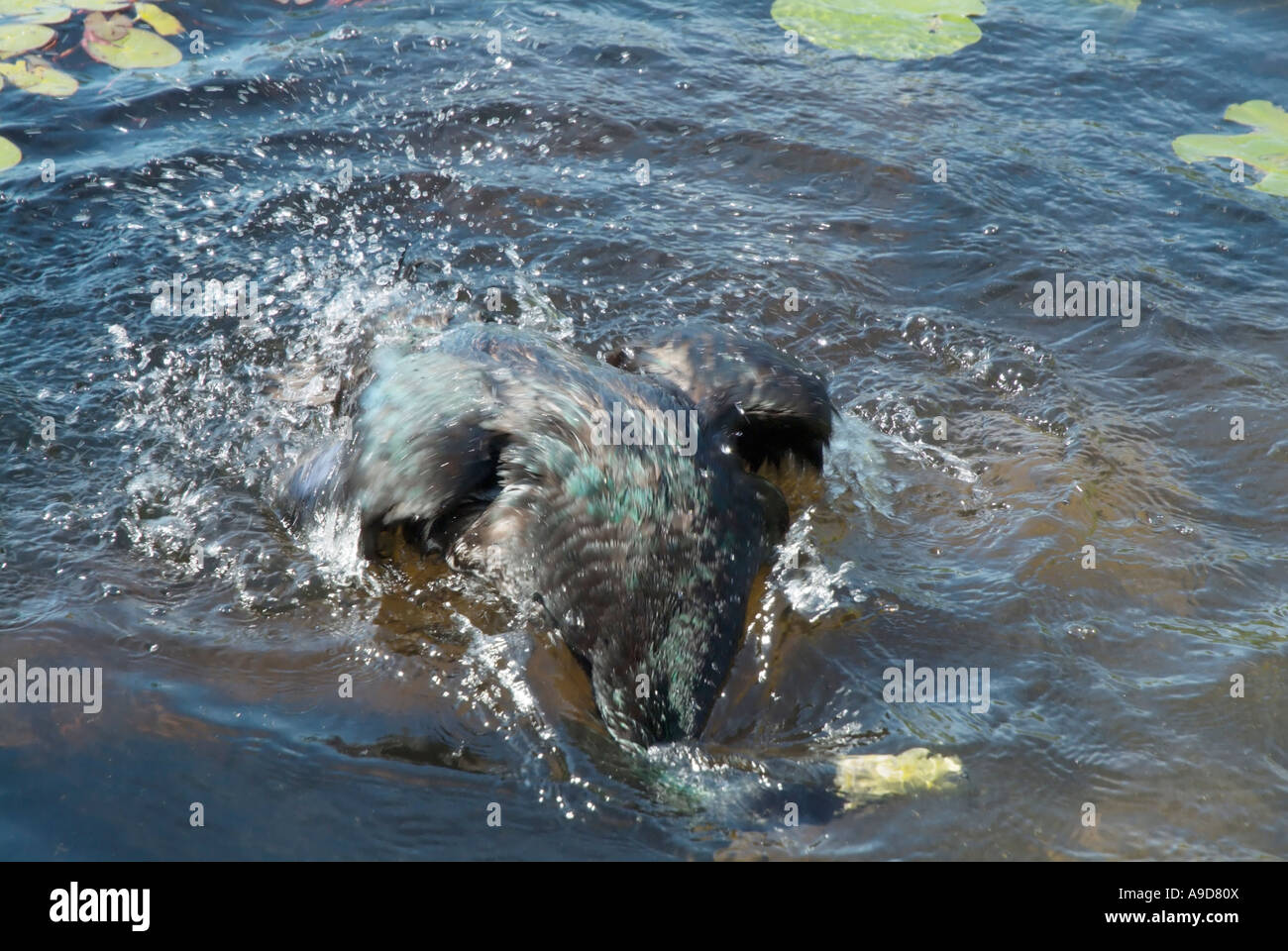 Mallard Duck in plumage during the spring months in a New Hampshire ...