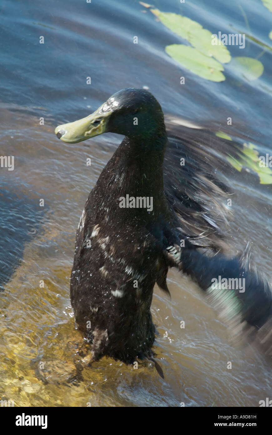 Mallard Duck in plumage during the spring months in a New Hampshire ...