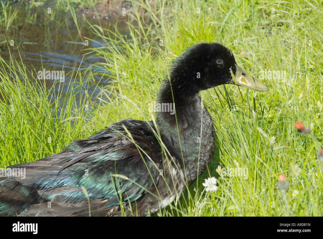 Mallard Duck in plumage during the spring months in a New Hampshire ...