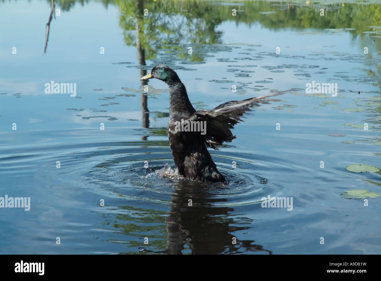 Mallard Duck in plumage during the spring months in a New Hampshire ...