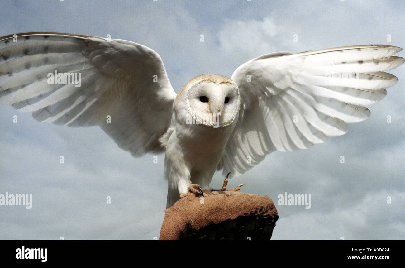 Harry potter owl hi-res stock photography and images - Alamy