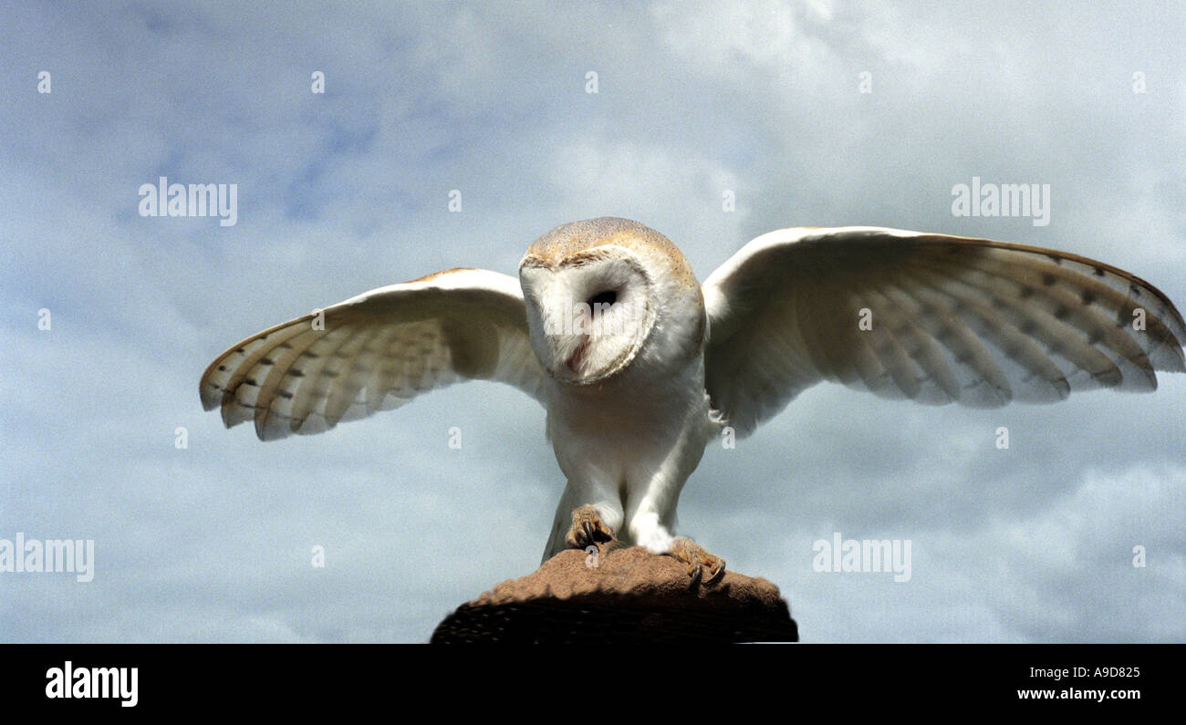 Barn Owl Tyto Alba Stock Photo - Alamy
