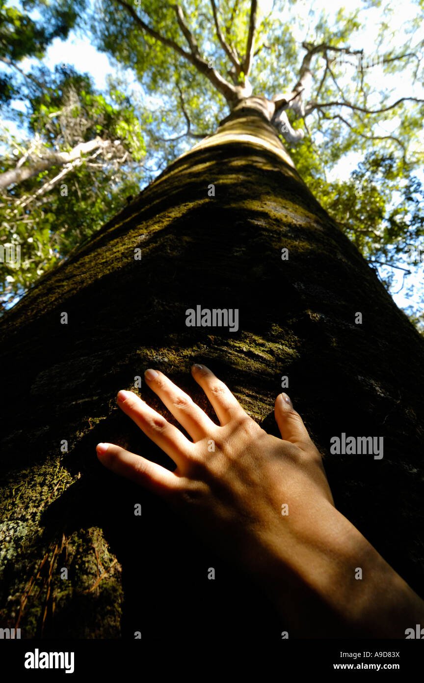 Female hand touching a tree Stock Photo - Alamy