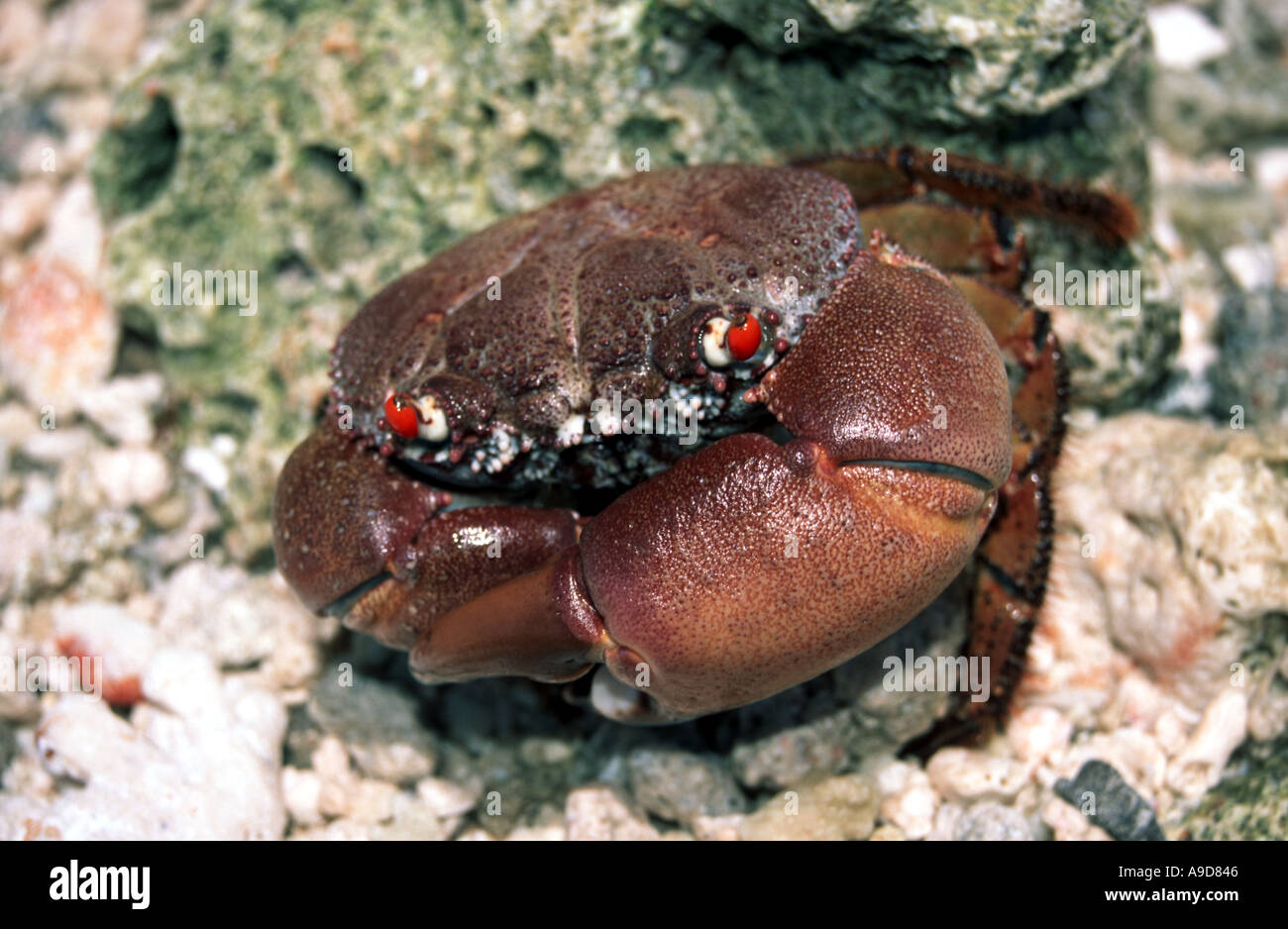 Crab Toau Tuamotu French Polynesia Stock Photo - Alamy