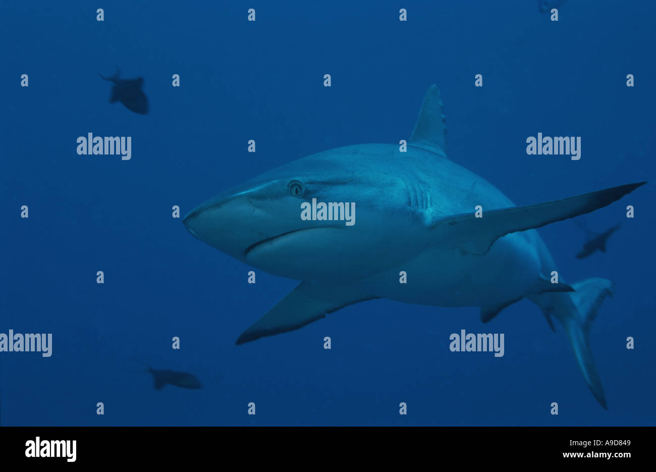 Shark Palau Micronesia Stock Photo - Alamy