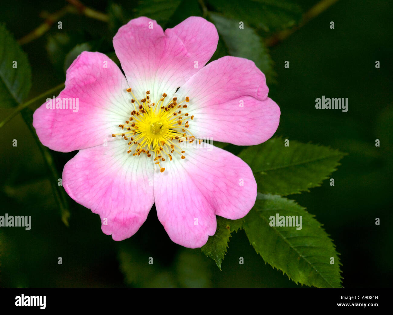 A flower of the Wild Rose, also known as the Dog Rose, (Rosa canina ...