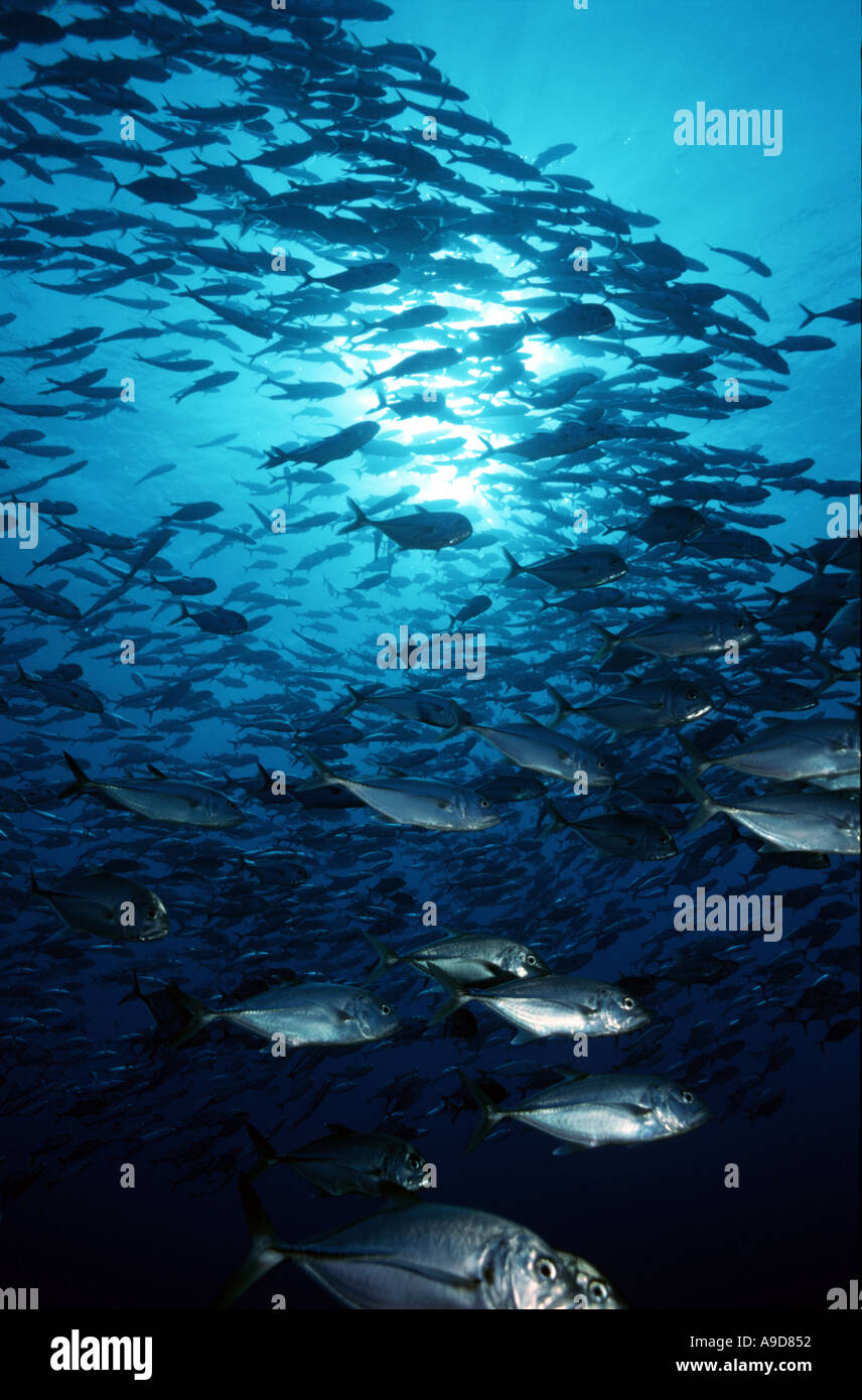 Horse Eye Trevally Tuamotu French Polynesia Stock Photo - Alamy