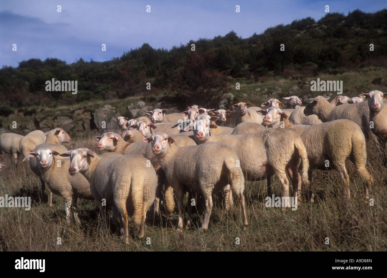 Sheep flock in northern Provence, France Stock Photo - Alamy