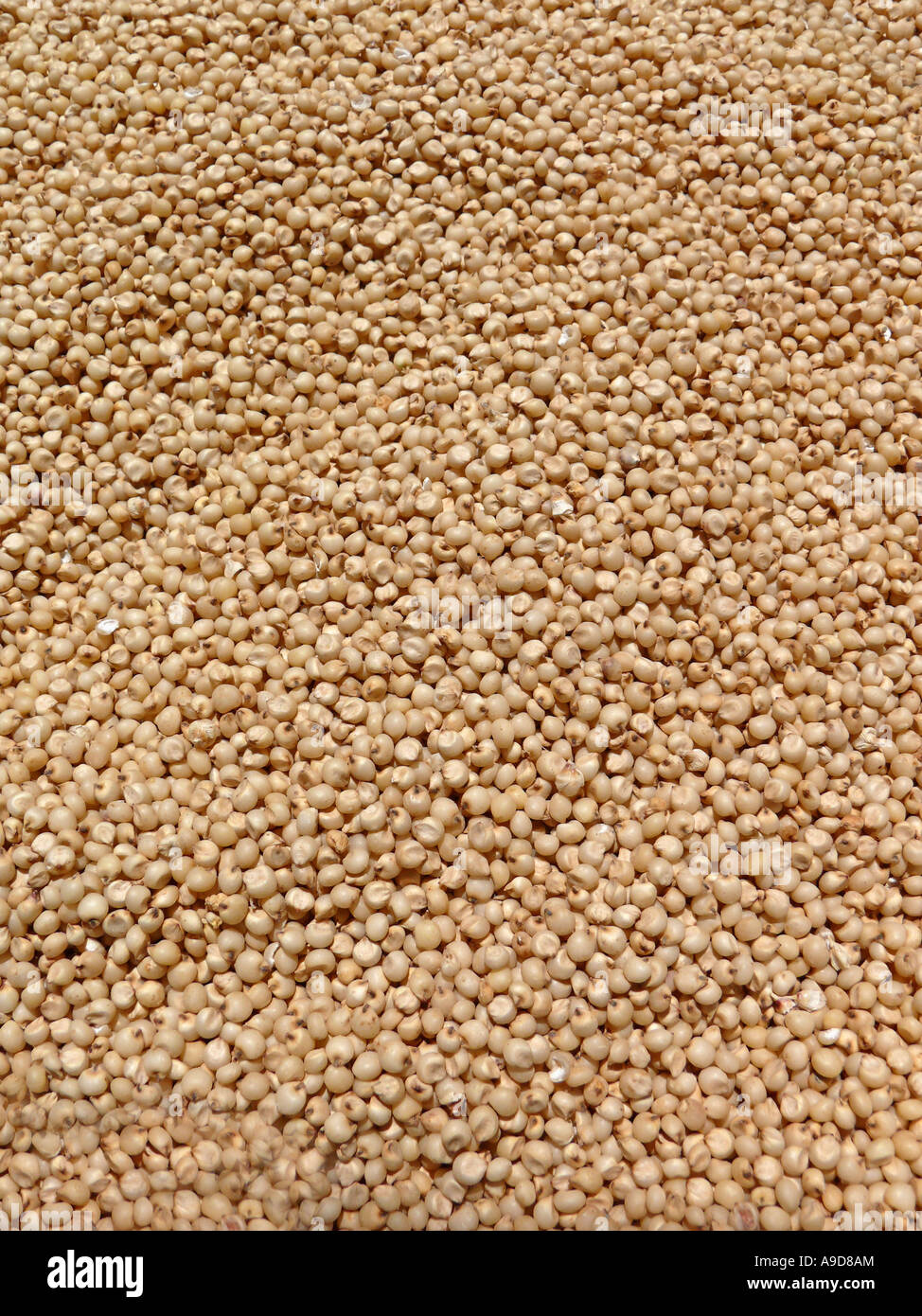 Sorghum bicolor jawar hi-res stock photography and images - Alamy
