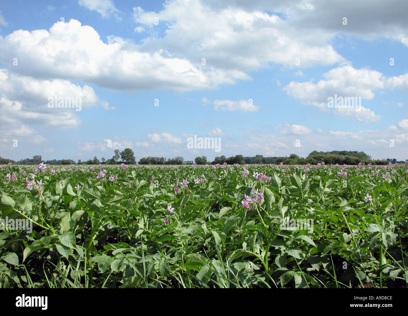 blooming potato field potato plants potatoes blossom blue sky clouds ...