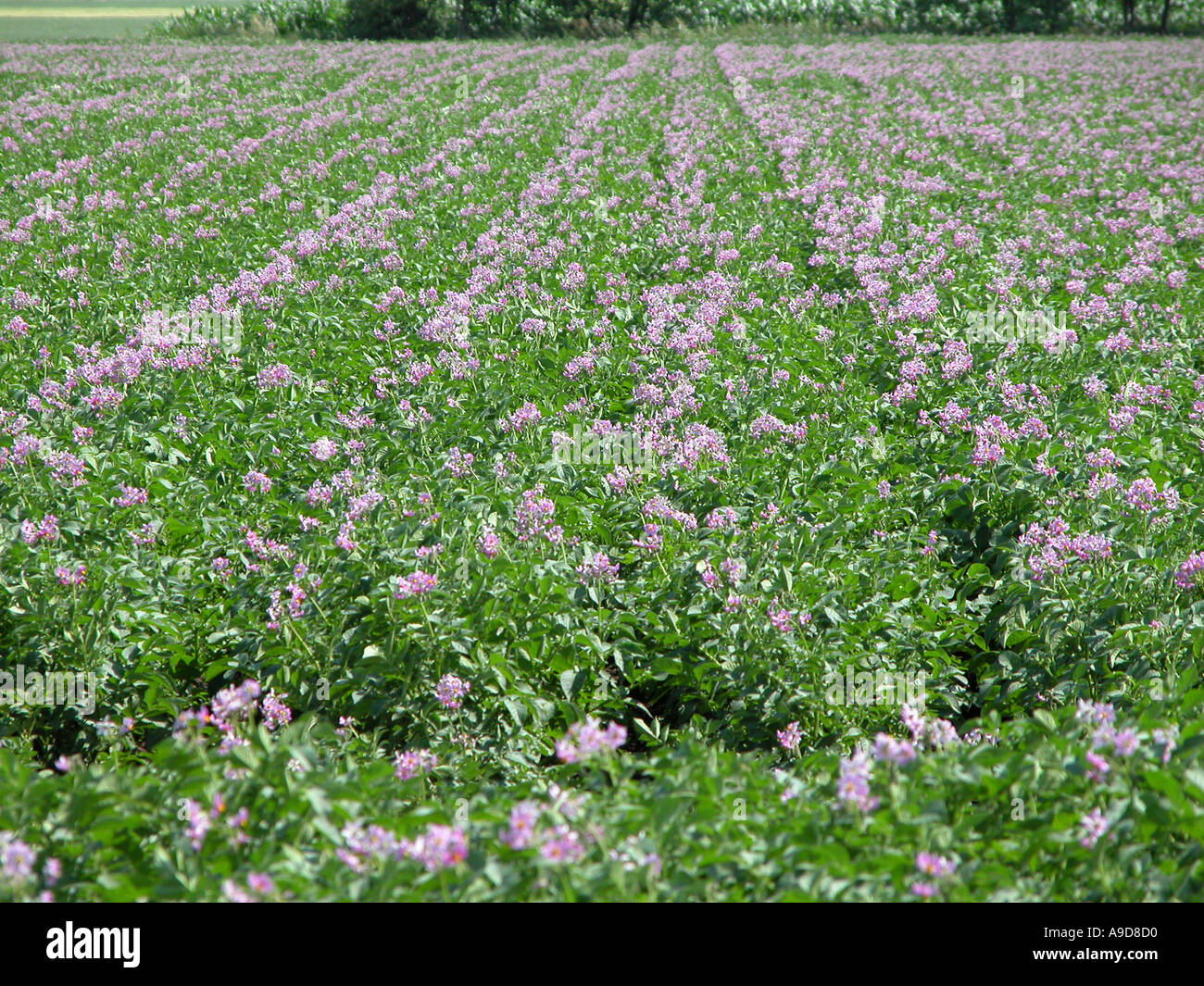 blooming potato field potato plants potatoes blossom Stock Photo - Alamy