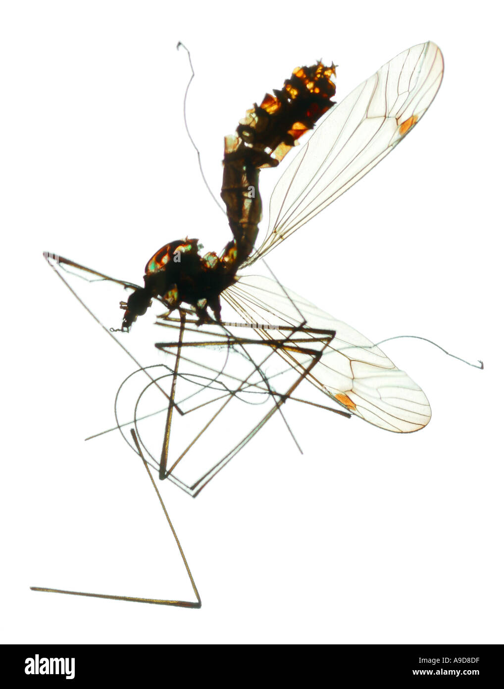 gnat cranefly crane fly Stock Photo - Alamy