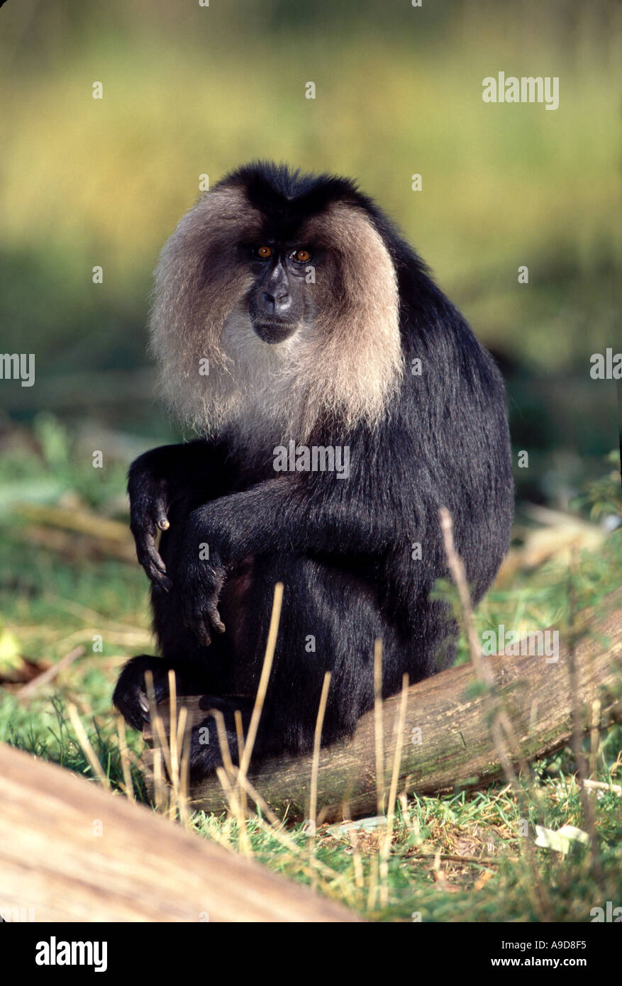 mammal monkey macaque lion tailed macaca silenus Stock Photo - Alamy