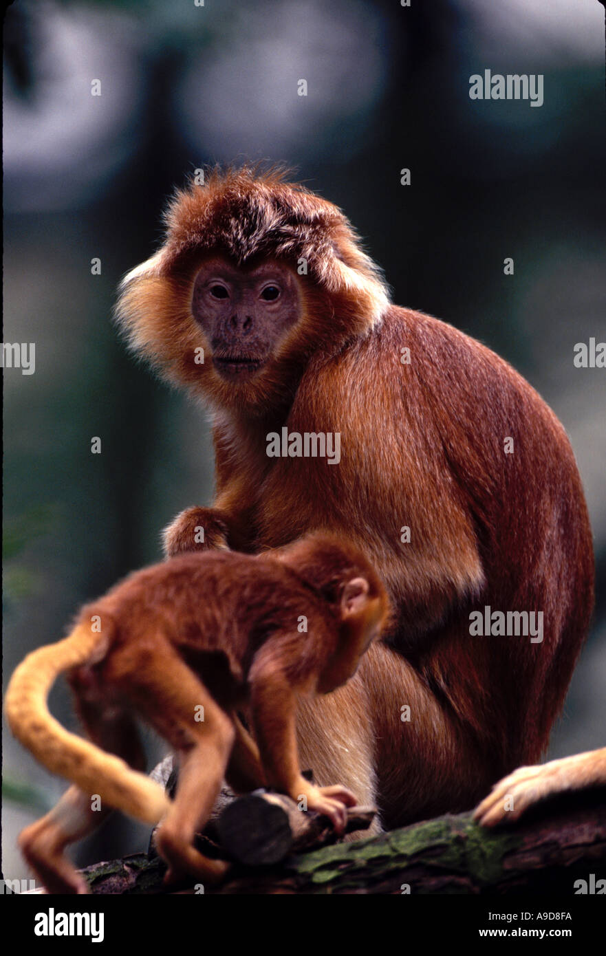 mammal monkey langur javan presbytis cristatus pyrrha Stock Photo - Alamy