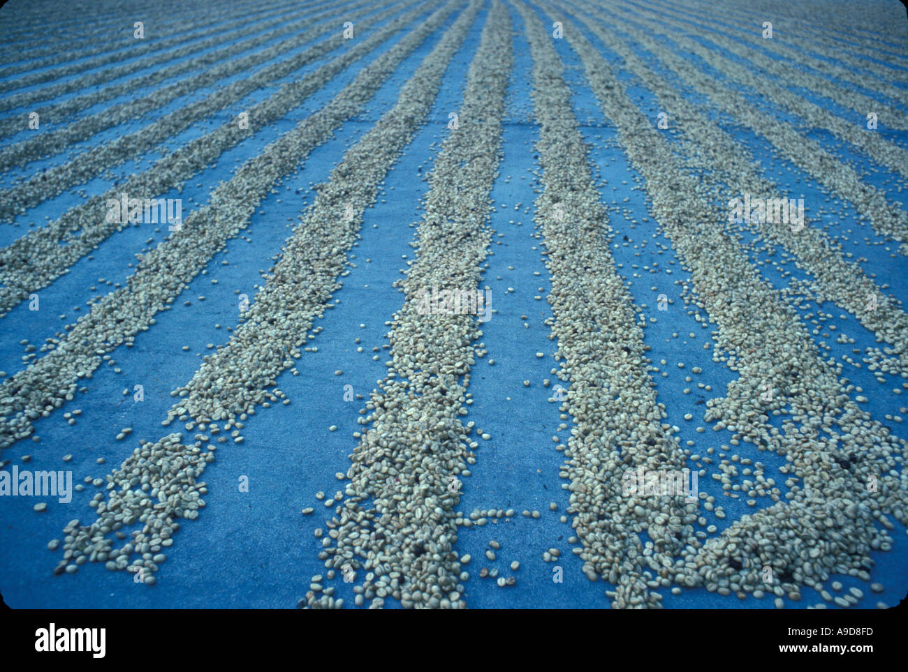 Drying coffee beans guatemala hi-res stock photography and images - Alamy