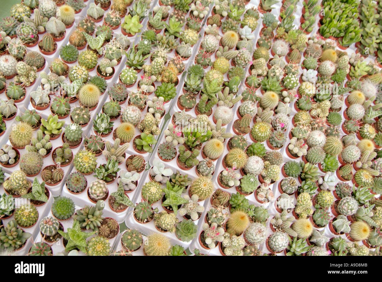 cactus, spikes, spines, sharp, cacti, succulents, desert Stock Photo ...