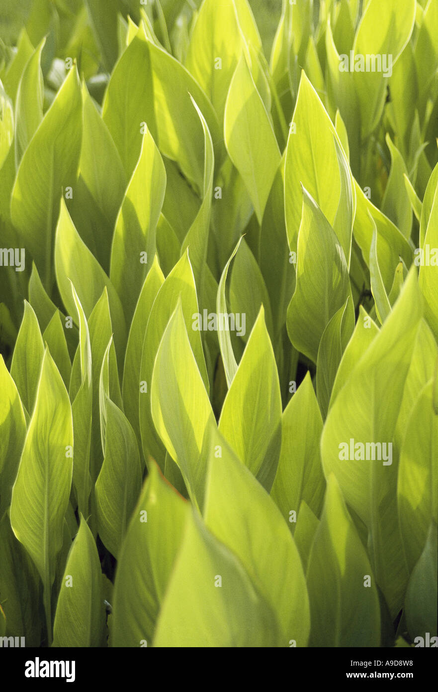 HMA77072 Closeup of bright fresh green color leaves growing in a field ...