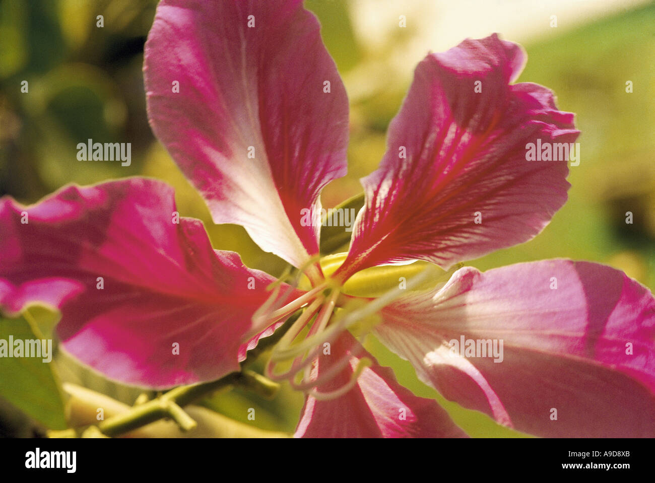 HMA77081 Closeup picture of red color flower with white streaks Stock ...