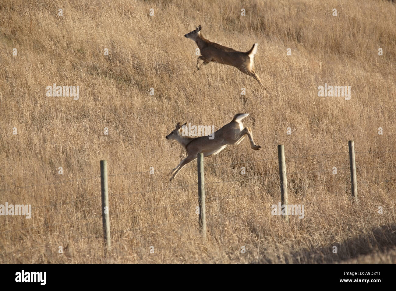 Two White-tailed Deer having leaped a barbed-wire fence in scenic ...