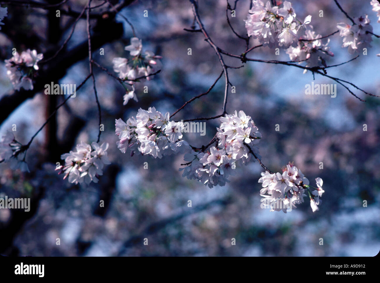 SPRING flower BLOSSOM LONDON ENGLAND Stock Photo - Alamy