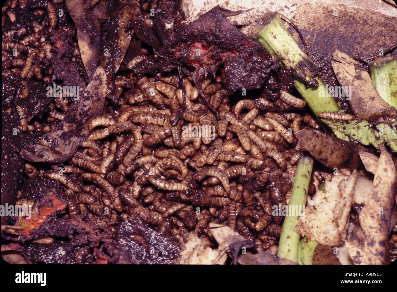 Maggots for hi-res stock photography and images - Alamy