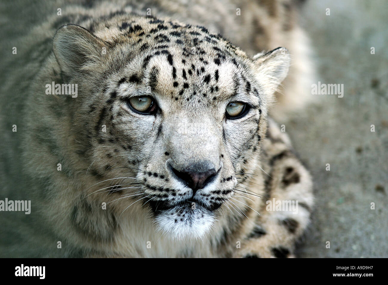 Wild animal Snow Leopard portrait crouching about to pounce looking ...