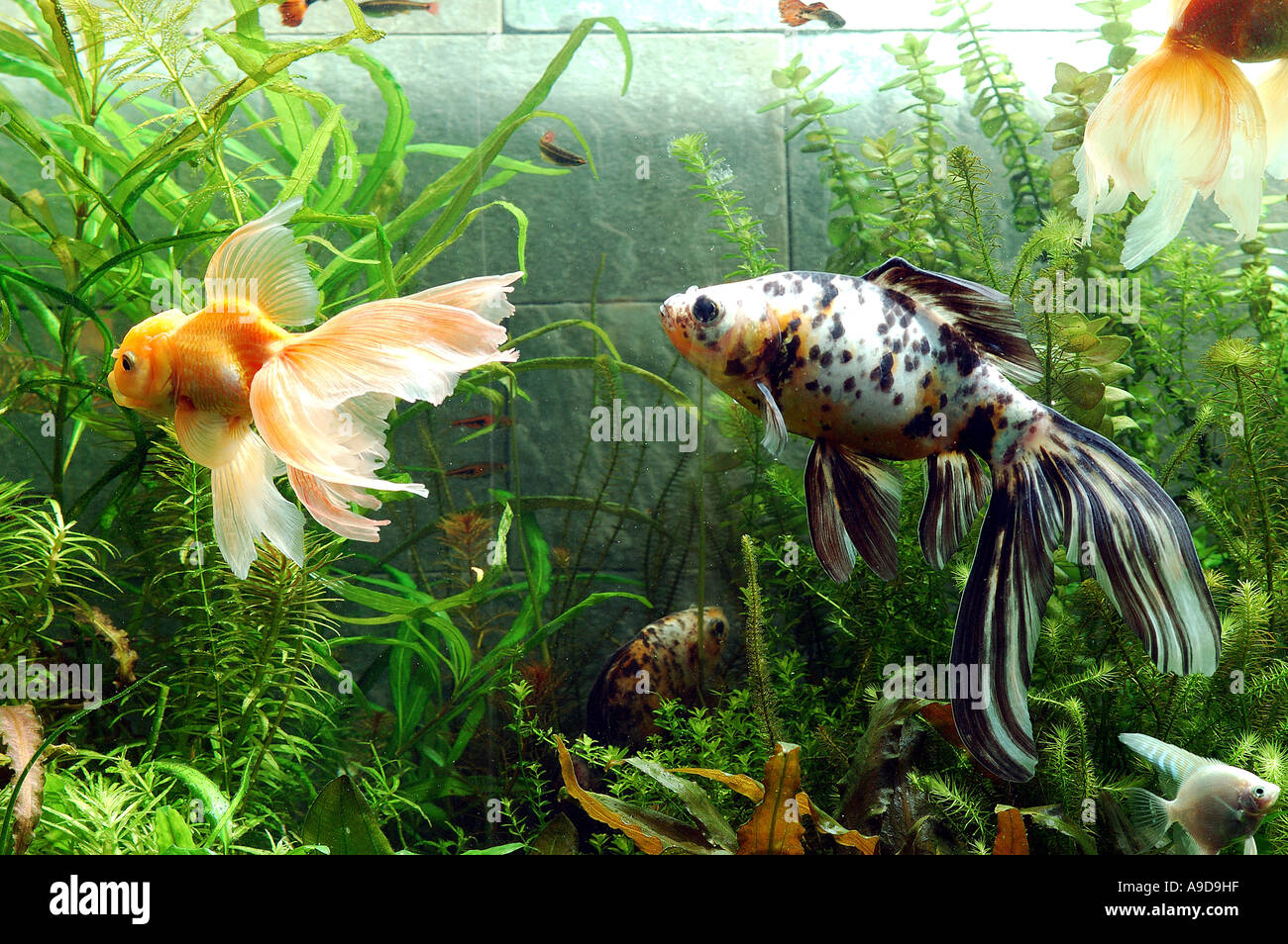 RAJ78137 Gold Fish Chinese Oranda Hi Cap Latin Name Carassius Auratus ...