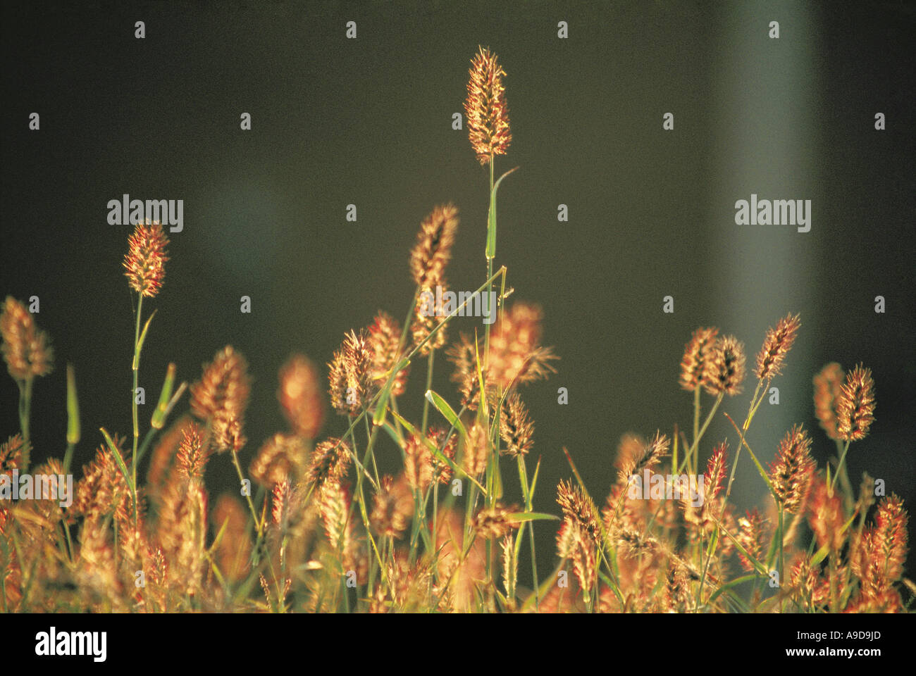 RSC77076 Closeup of backlit contra jour orange color wild plant with ...