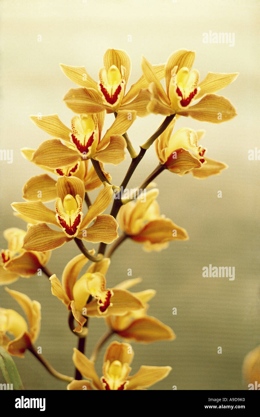 Orchid rare flower pale yellow orangish colour growing in North East ...
