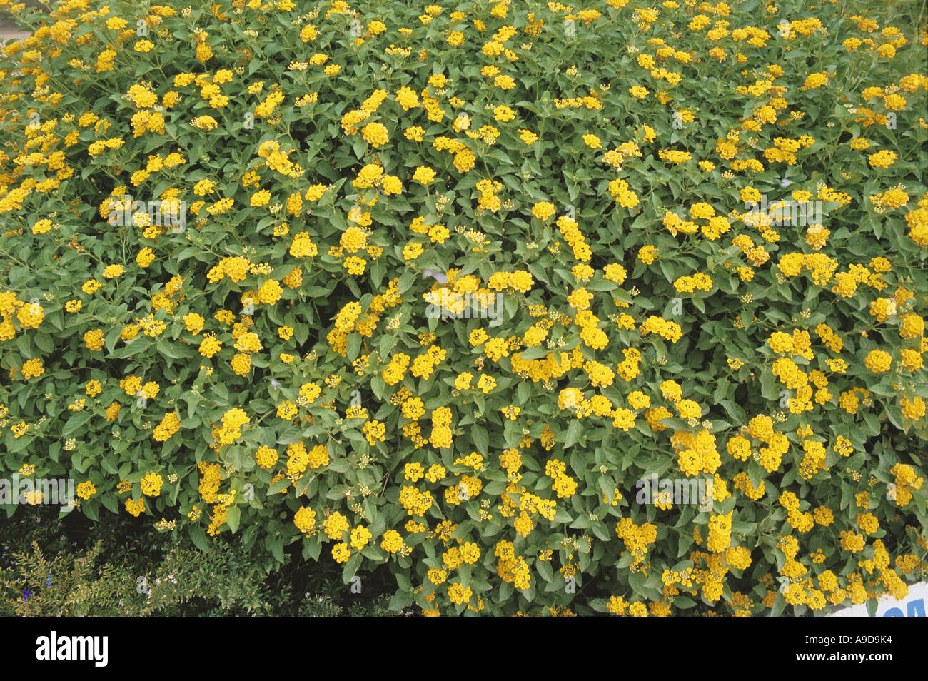 RSC77084 Group of wild seasonal spring yellow color wild flowers Stock ...