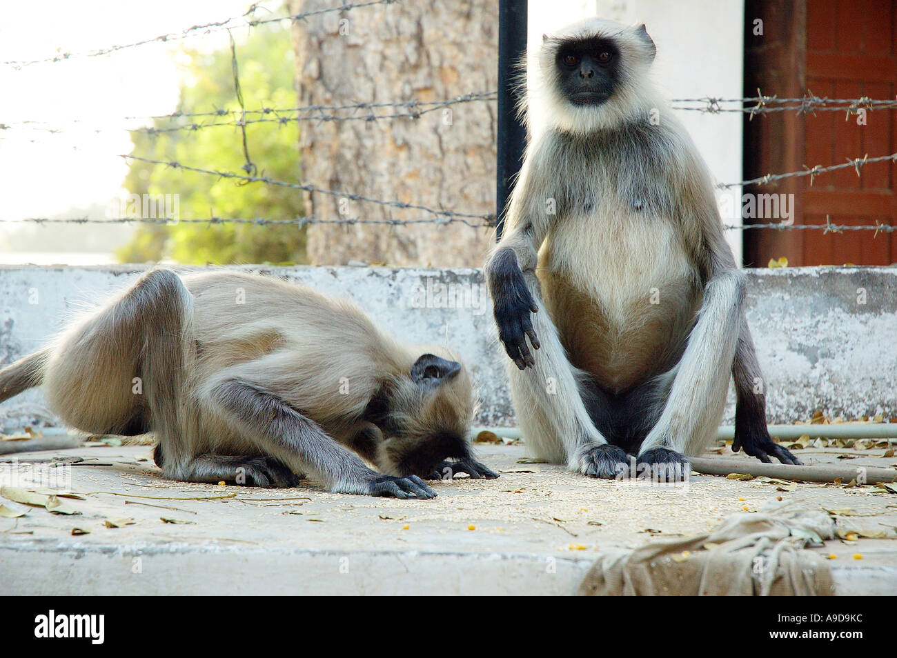 Black monkey full body hi-res stock photography and images - Alamy
