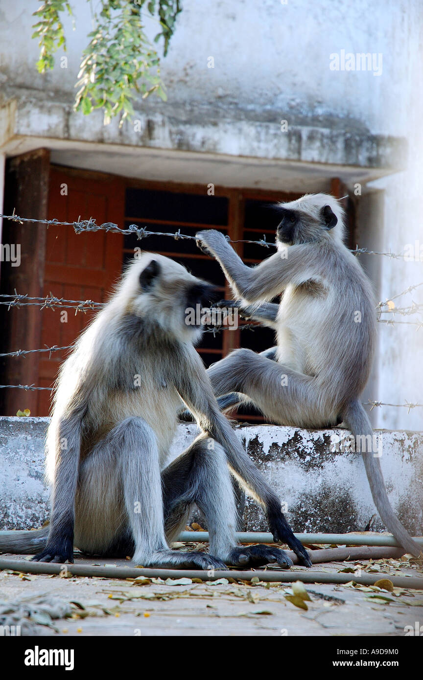 Seated monkeys hi-res stock photography and images - Alamy