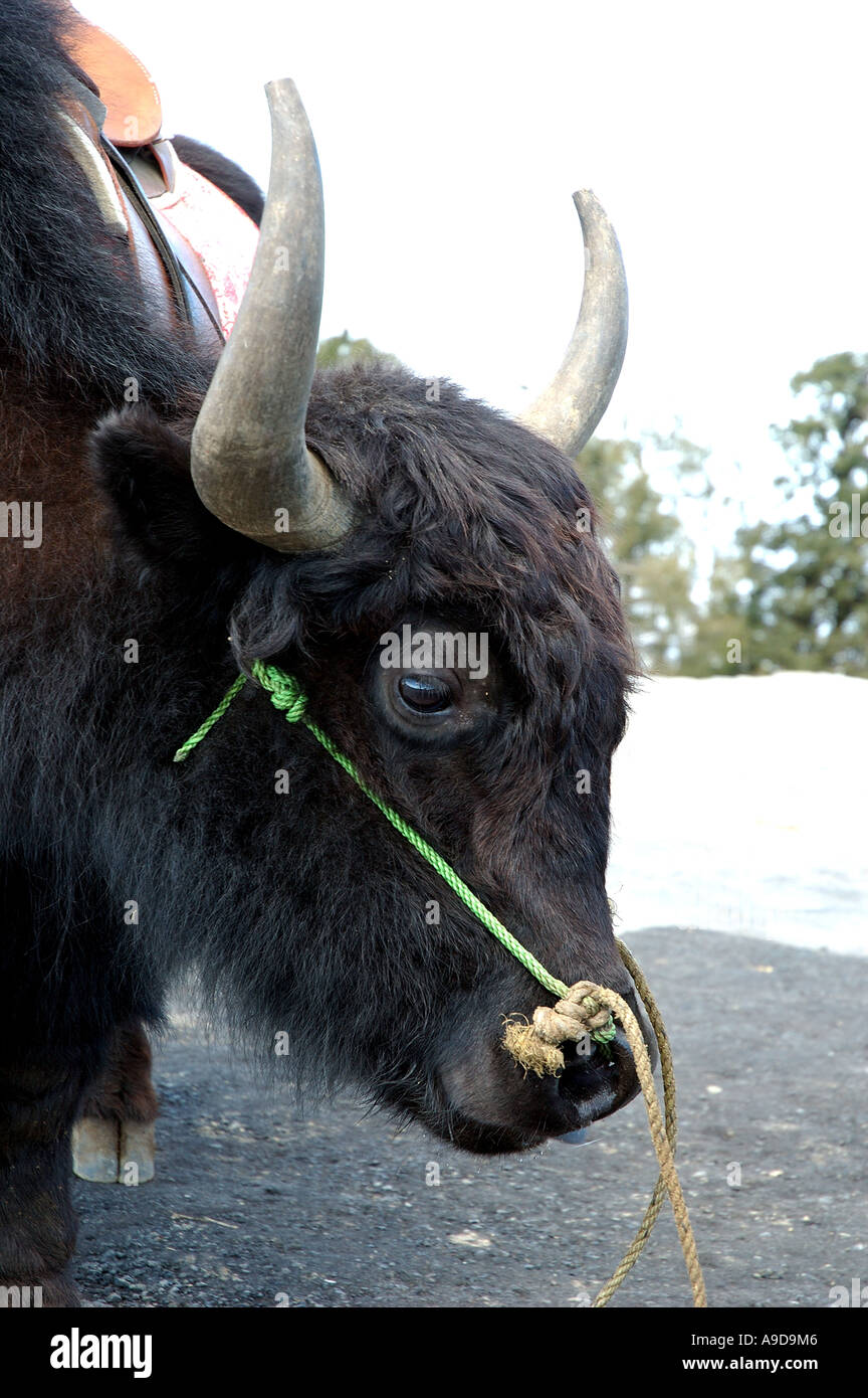 Black Yak animal with saddle near Simla Himachal Pradesh India Stock ...
