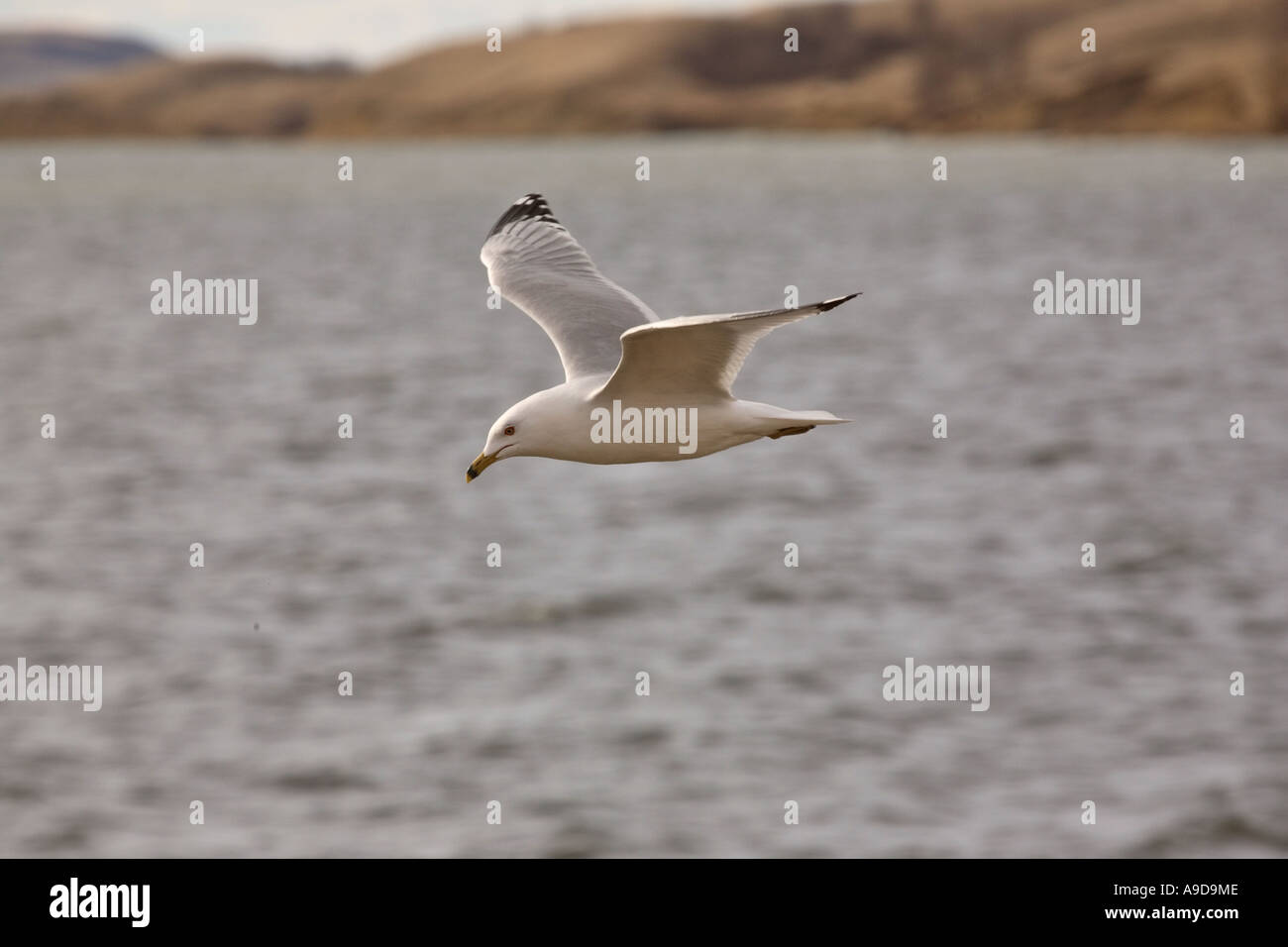 Long winged gull hi-res stock photography and images - Alamy