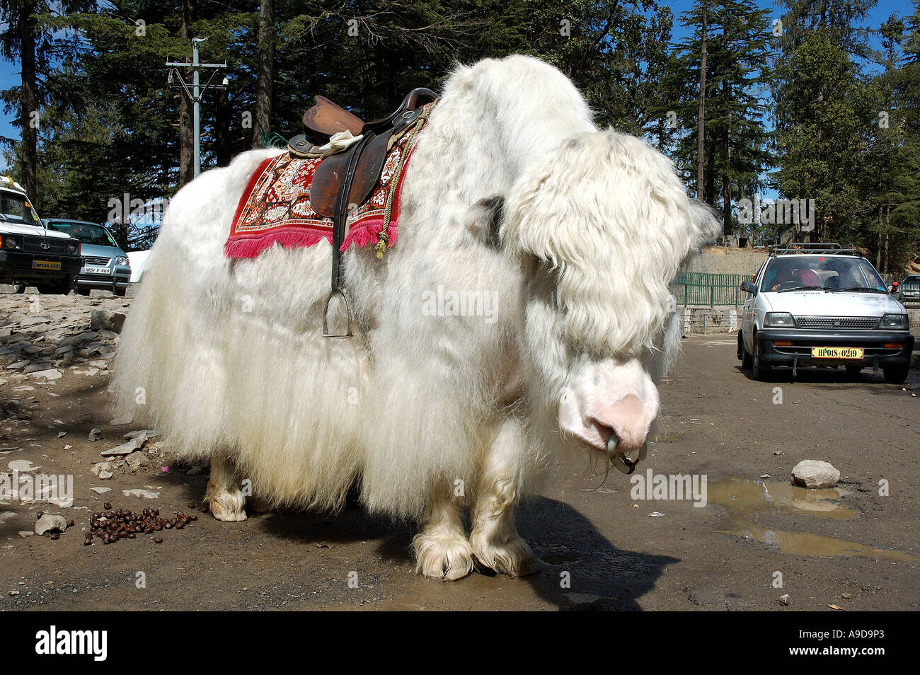 White Yak animal with saddle near Simla Himachal Pradesh India Stock ...