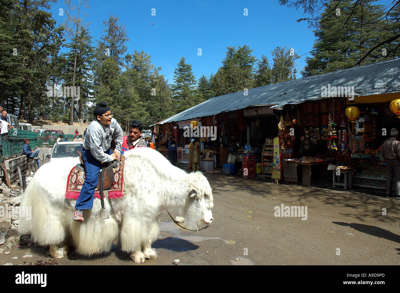 Tourist enjoying the Yak animal riding at Kufri near Shimla Himachal ...