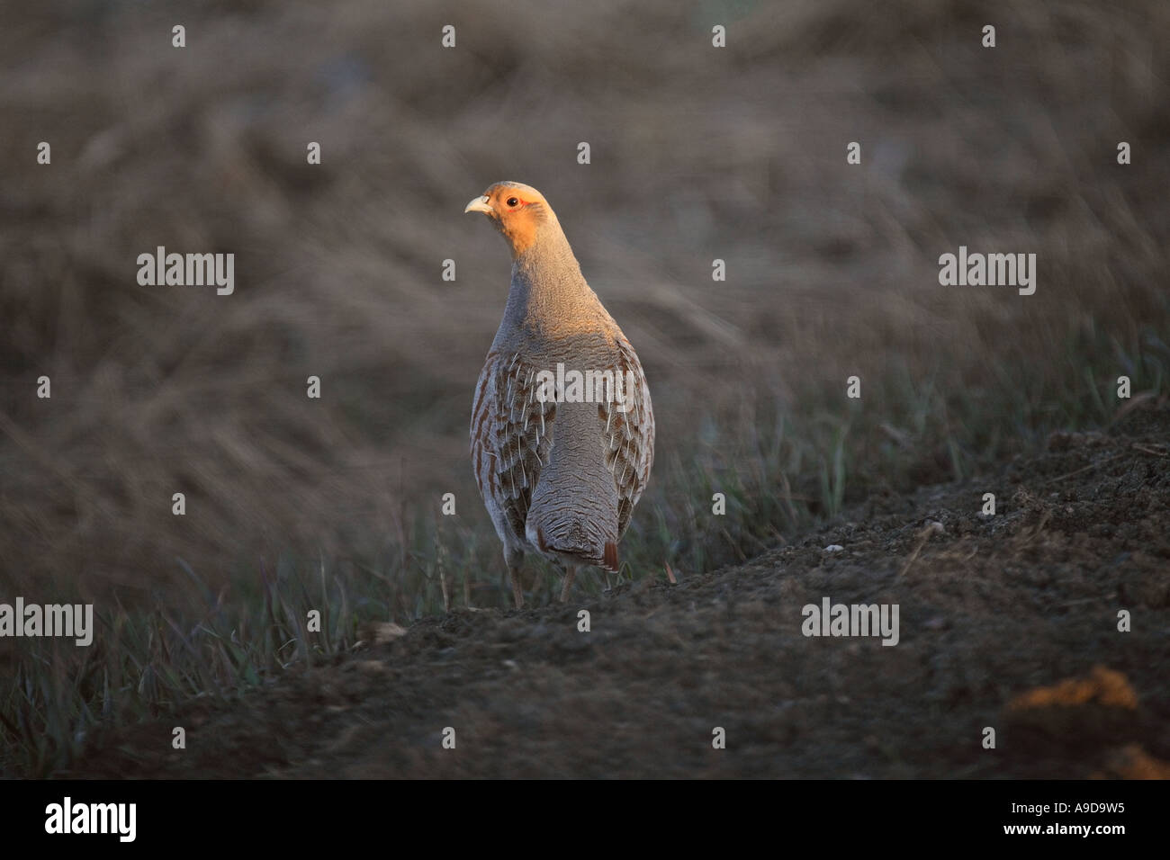 Gray partridge images hi-res stock photography and images - Alamy