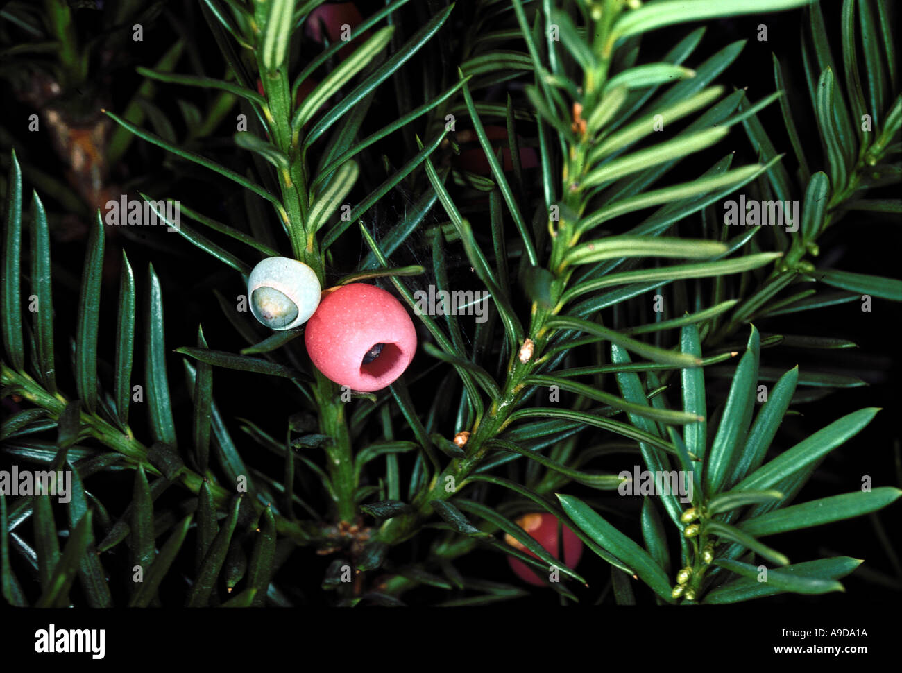 PLANT YEW FRUIT BERRY Stock Photo - Alamy