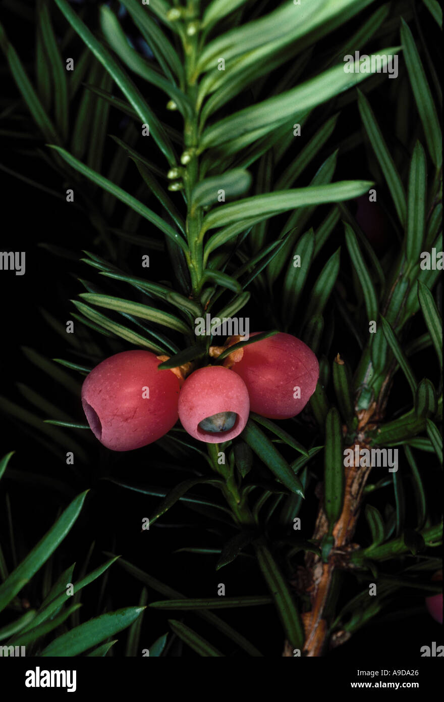 PLANT YEW BERRIES Stock Photo - Alamy
