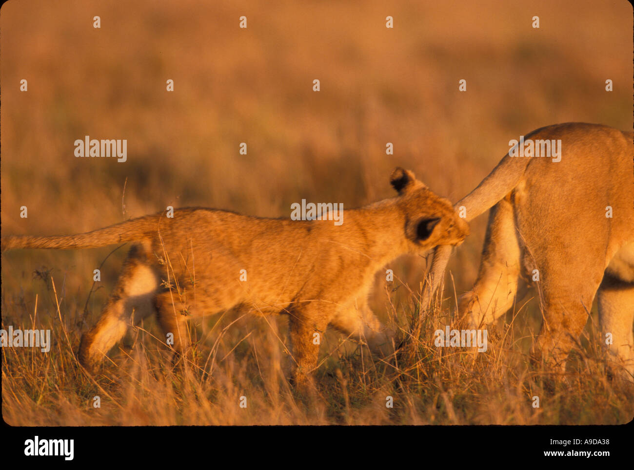 Lion s tail hi-res stock photography and images - Alamy