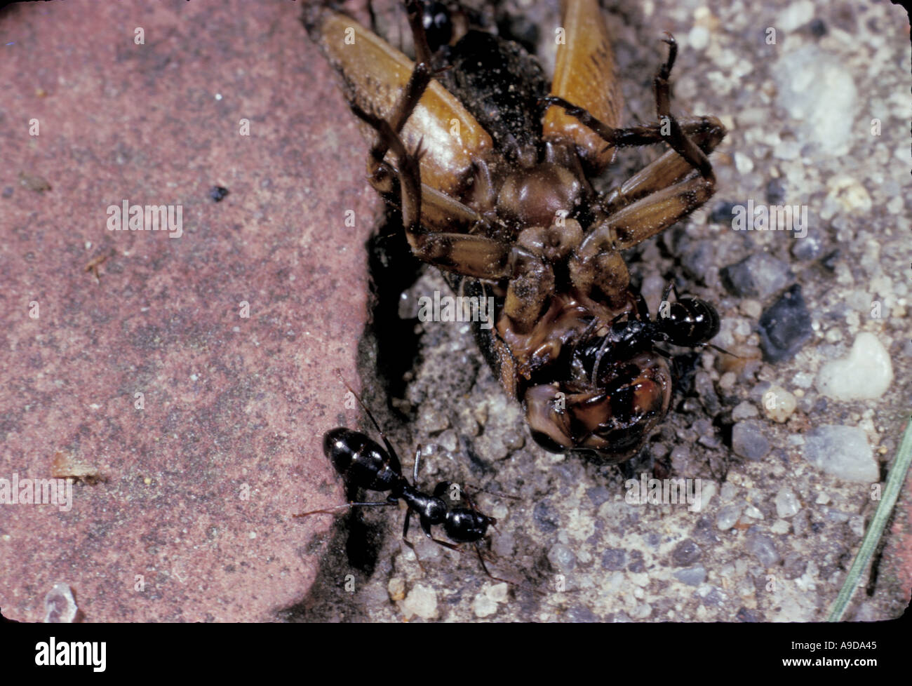 INVERTIBRATE ANT BLACK NEW YORK STATE USA Stock Photo - Alamy