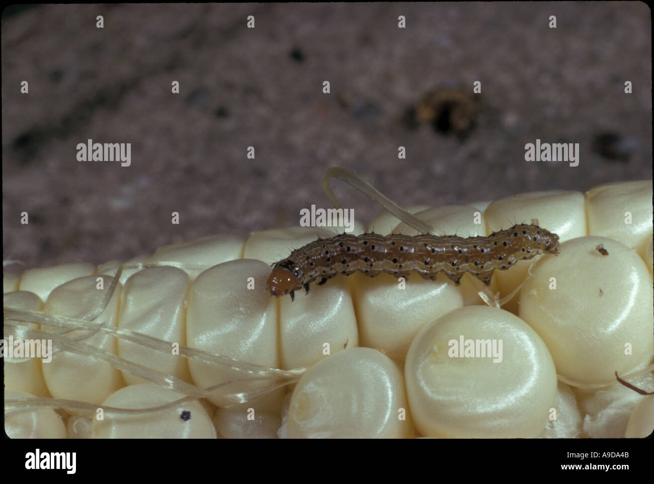 Corn ear worm hi-res stock photography and images - Alamy