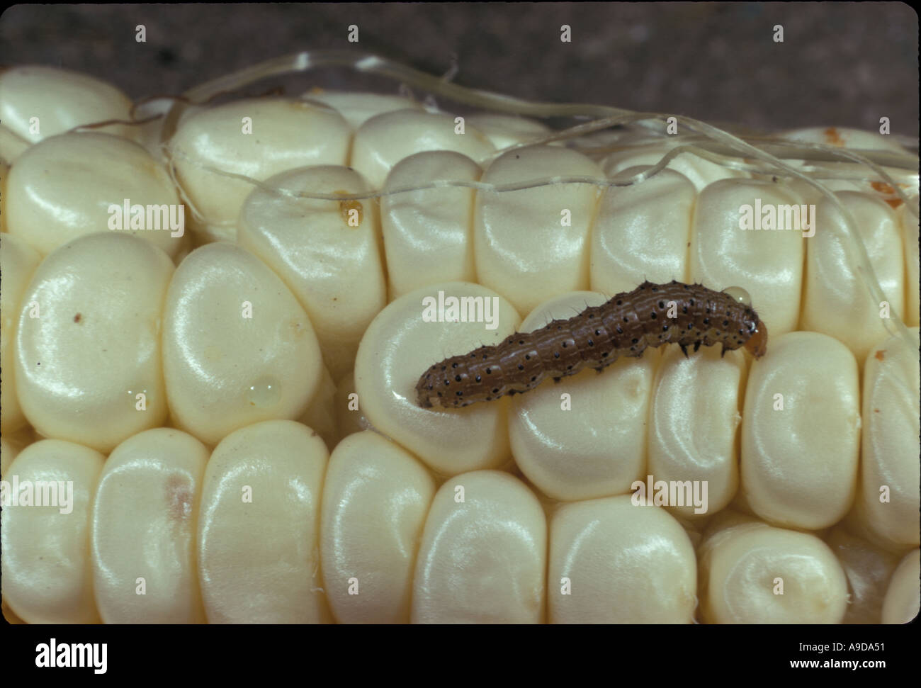 INVERTIBRATE WORM CORN Stock Photo - Alamy