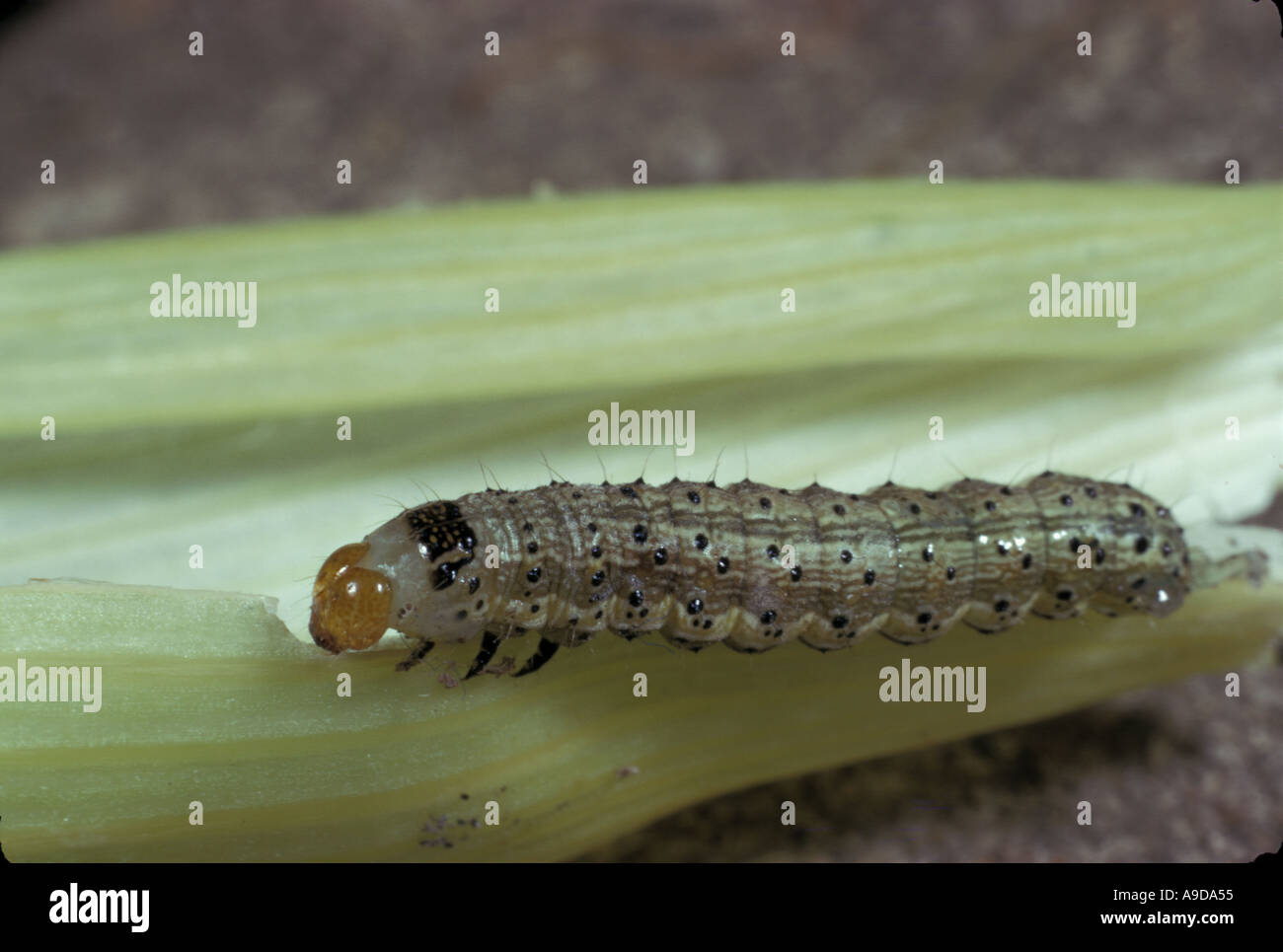 Corn earworm hi-res stock photography and images - Alamy